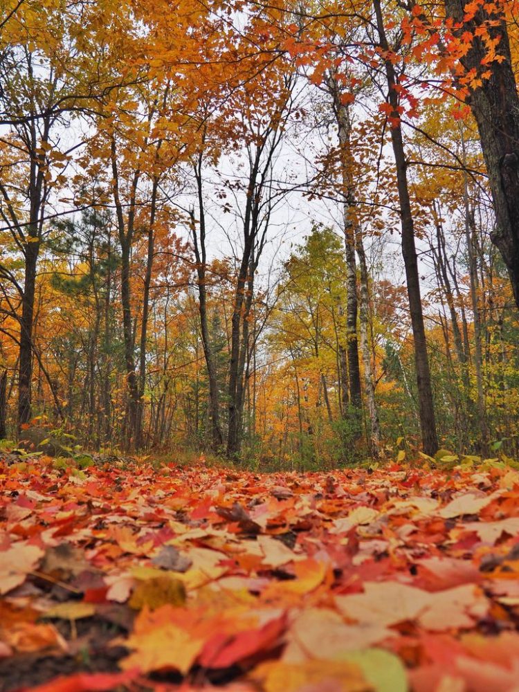 The 7 Best Places to See Fall Colors in Minnesota – HammockLiving